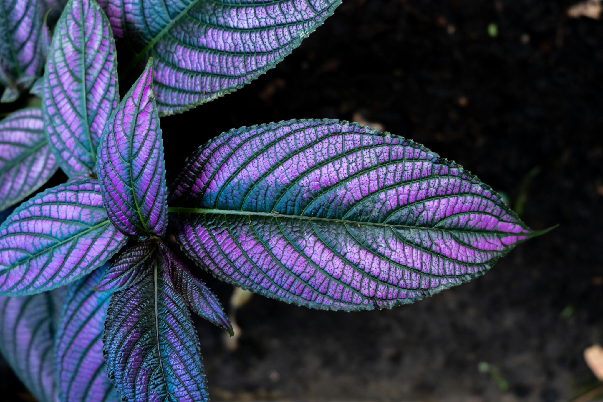 Growing and Caring for Persian Shield: A Comprehensive Guide