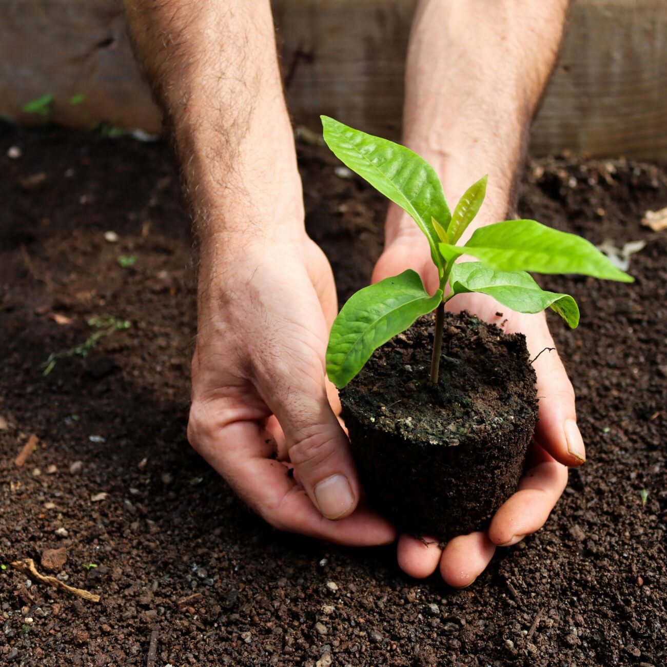 The Ultimate Guide to Tree Saplings and Shrub Seedlings 101: Everything ...