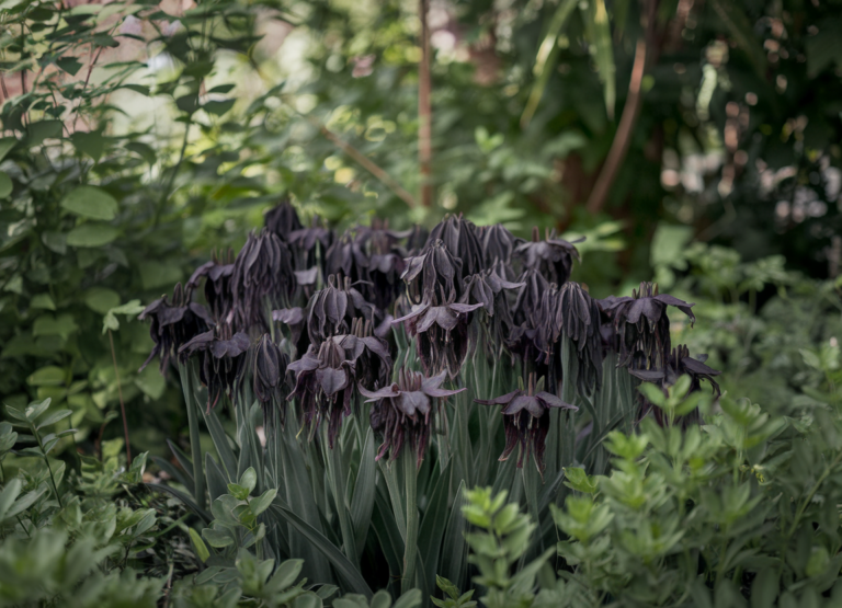 15 Black Flowers: A Unique Addition to Your Garden