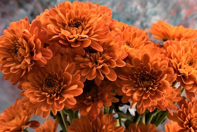 Fall Flowers – Best Autumn Blooms for a Vibrant Garden