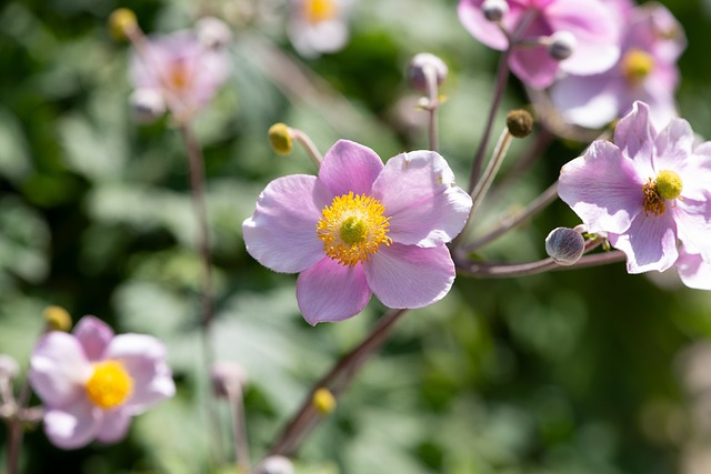 Fall Flowers – Best Autumn Blooms for a Vibrant Garden