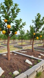 48+ Unique Creative Fruit Tree Garden Layout Ideas